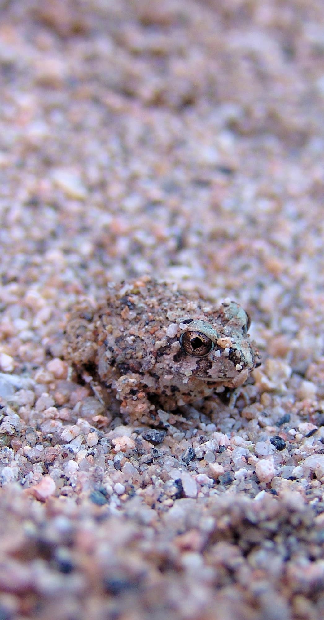 Spencer’s Burrowing Frog – Ausemade