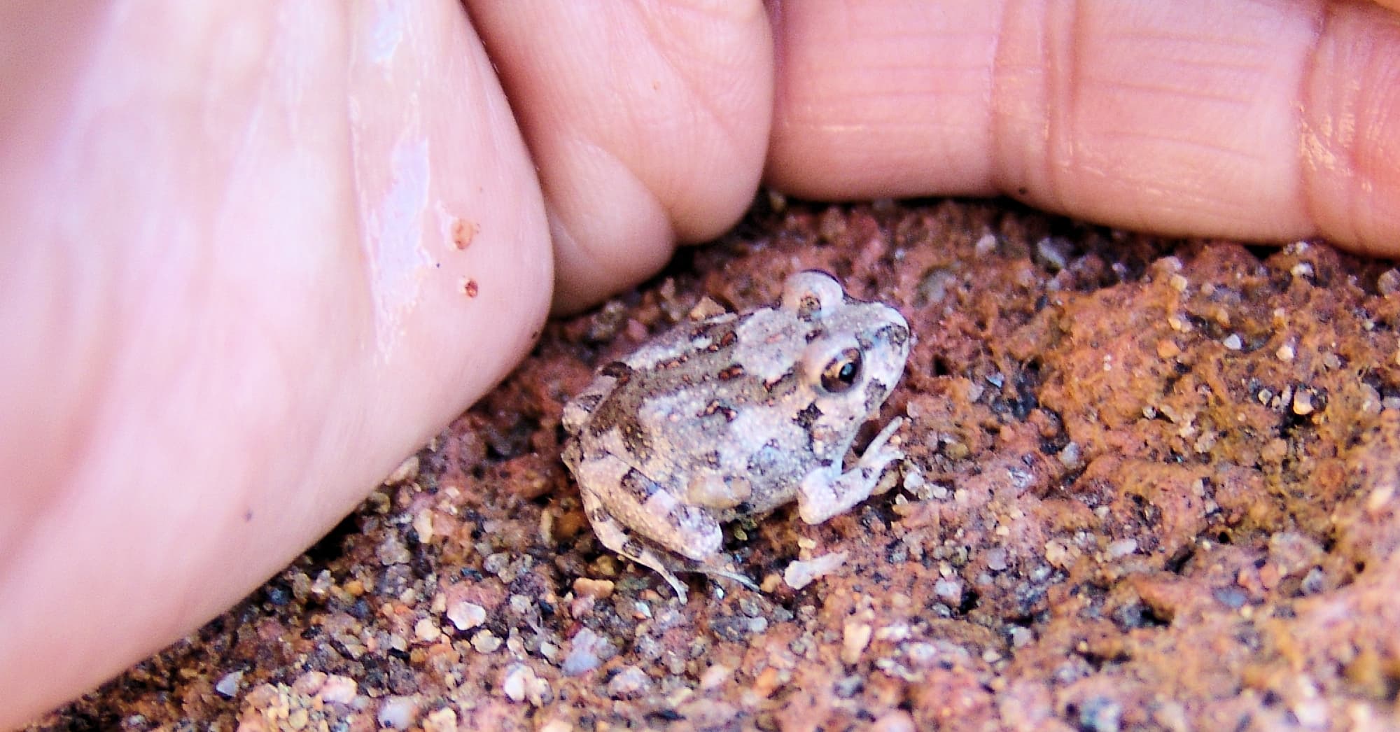 Spencer’s Burrowing Frog – Ausemade