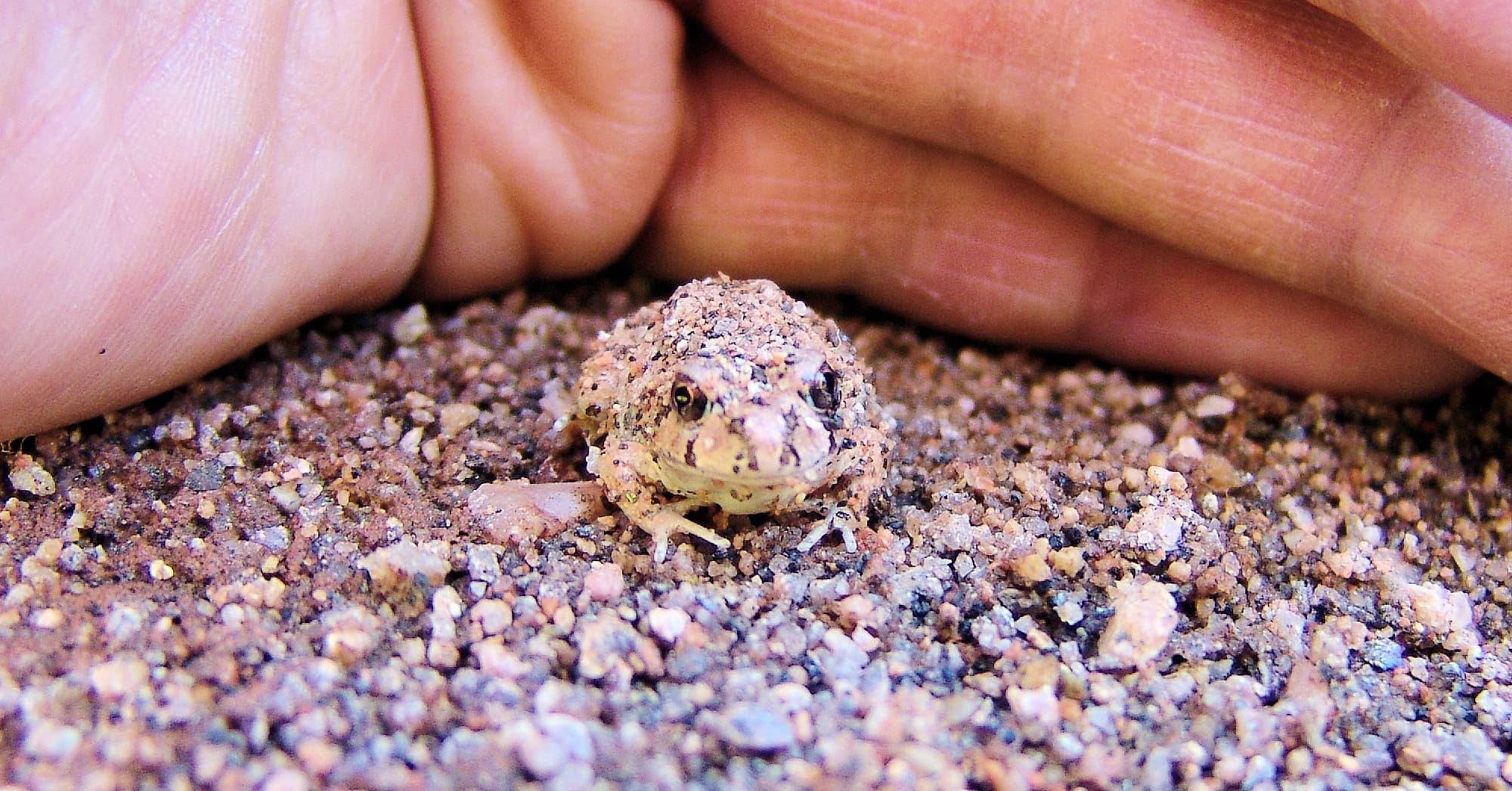 Spencer’s Burrowing Frog – Ausemade