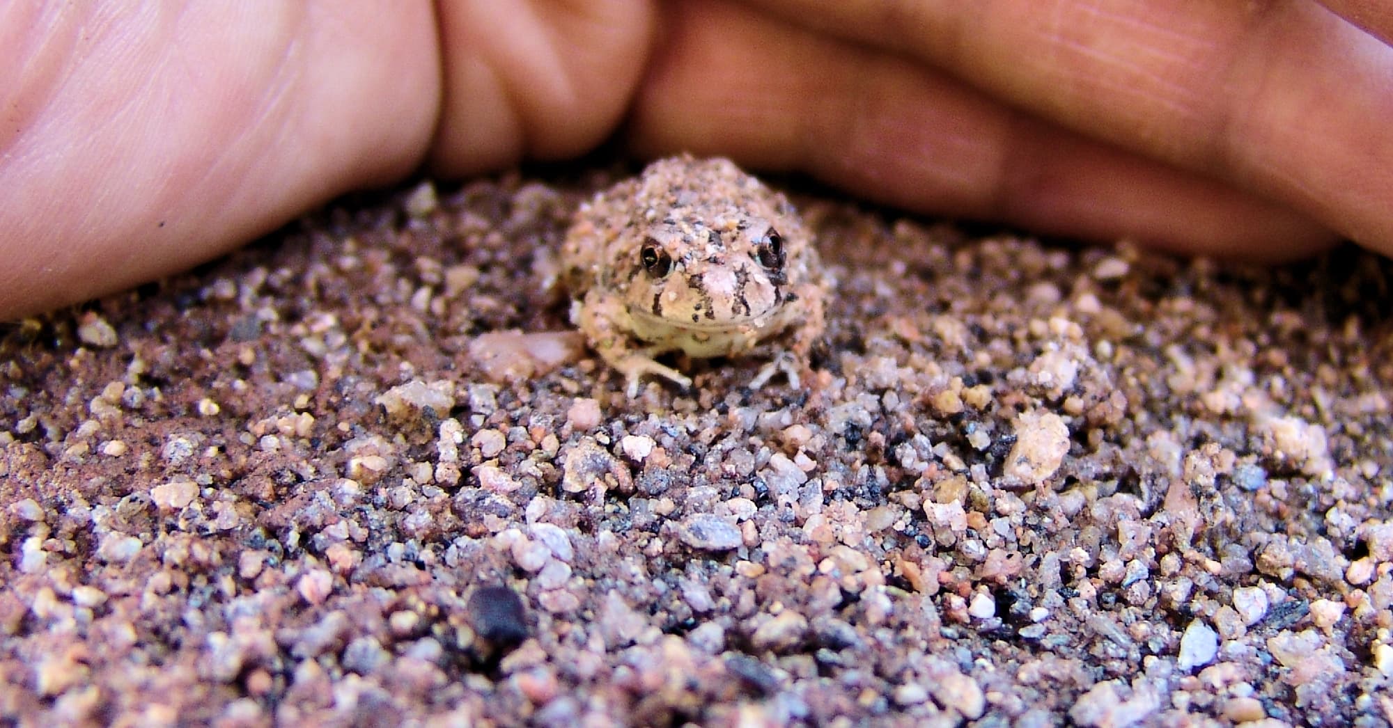 Spencer’s Burrowing Frog – Ausemade