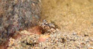 Spencer’s Burrowing Frog – Ausemade