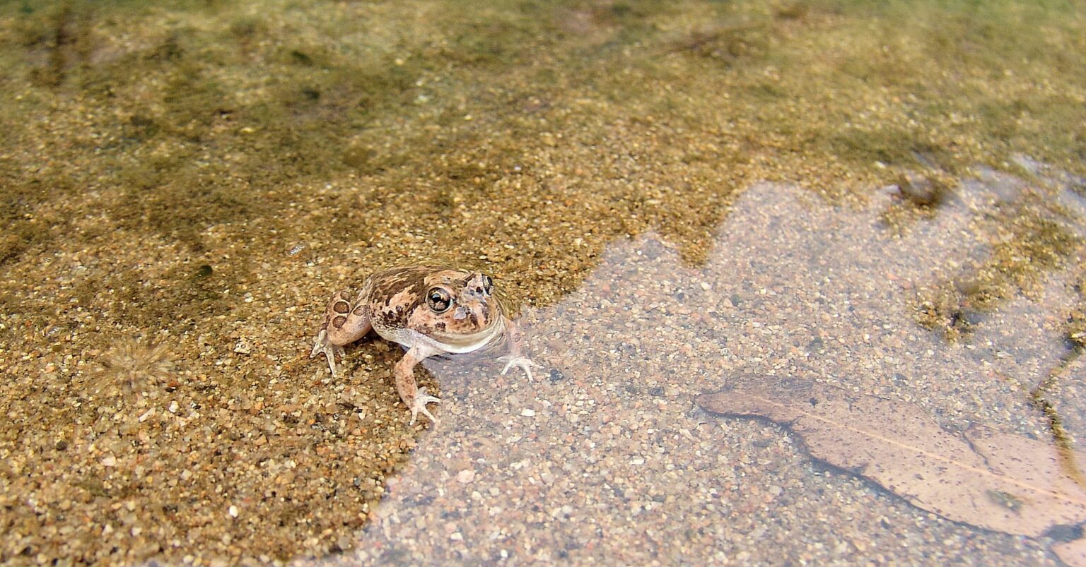 Spencer’s Burrowing Frog – Ausemade