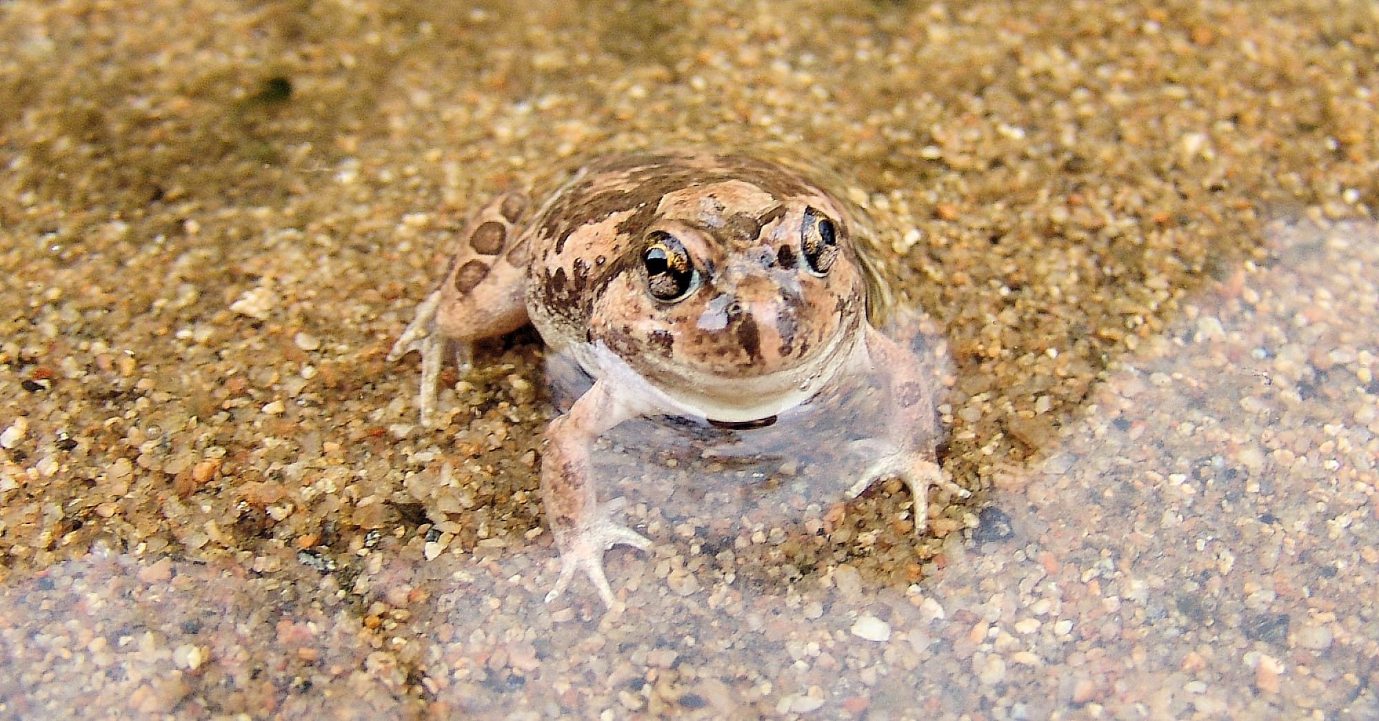 Spencer’s Burrowing Frog – Ausemade