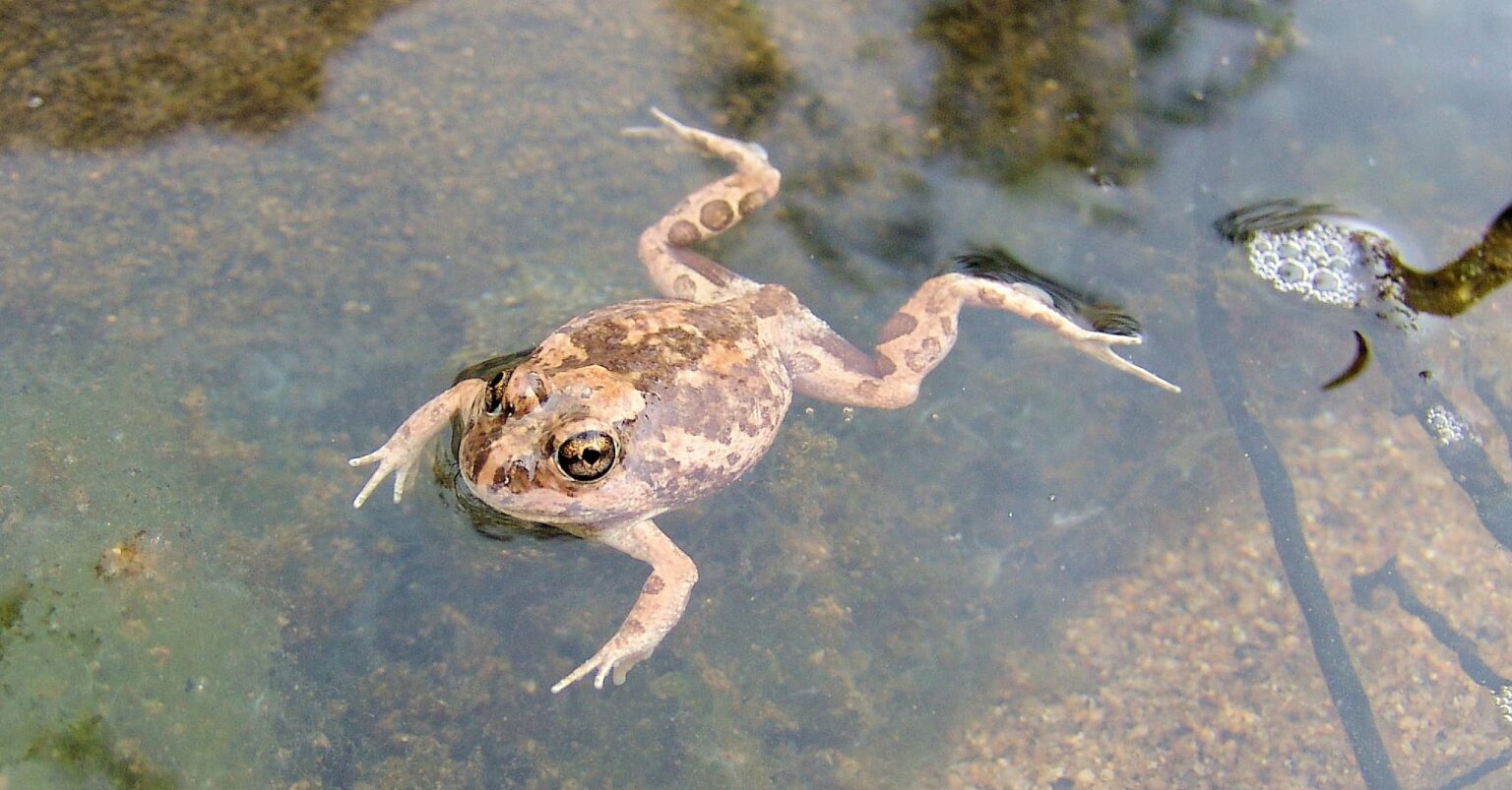 Spencer’s Burrowing Frog – Ausemade