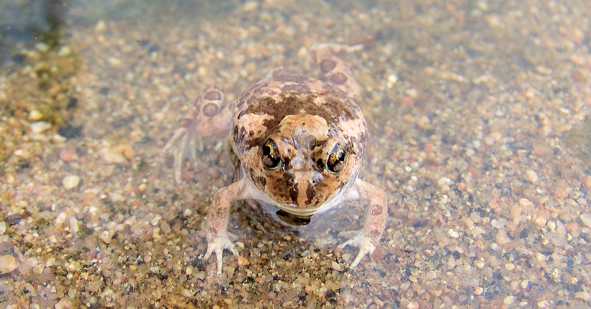 Spencer’s Burrowing Frog – Ausemade