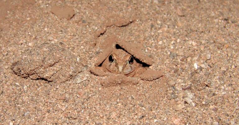Spencer’s Burrowing Frog – Ausemade