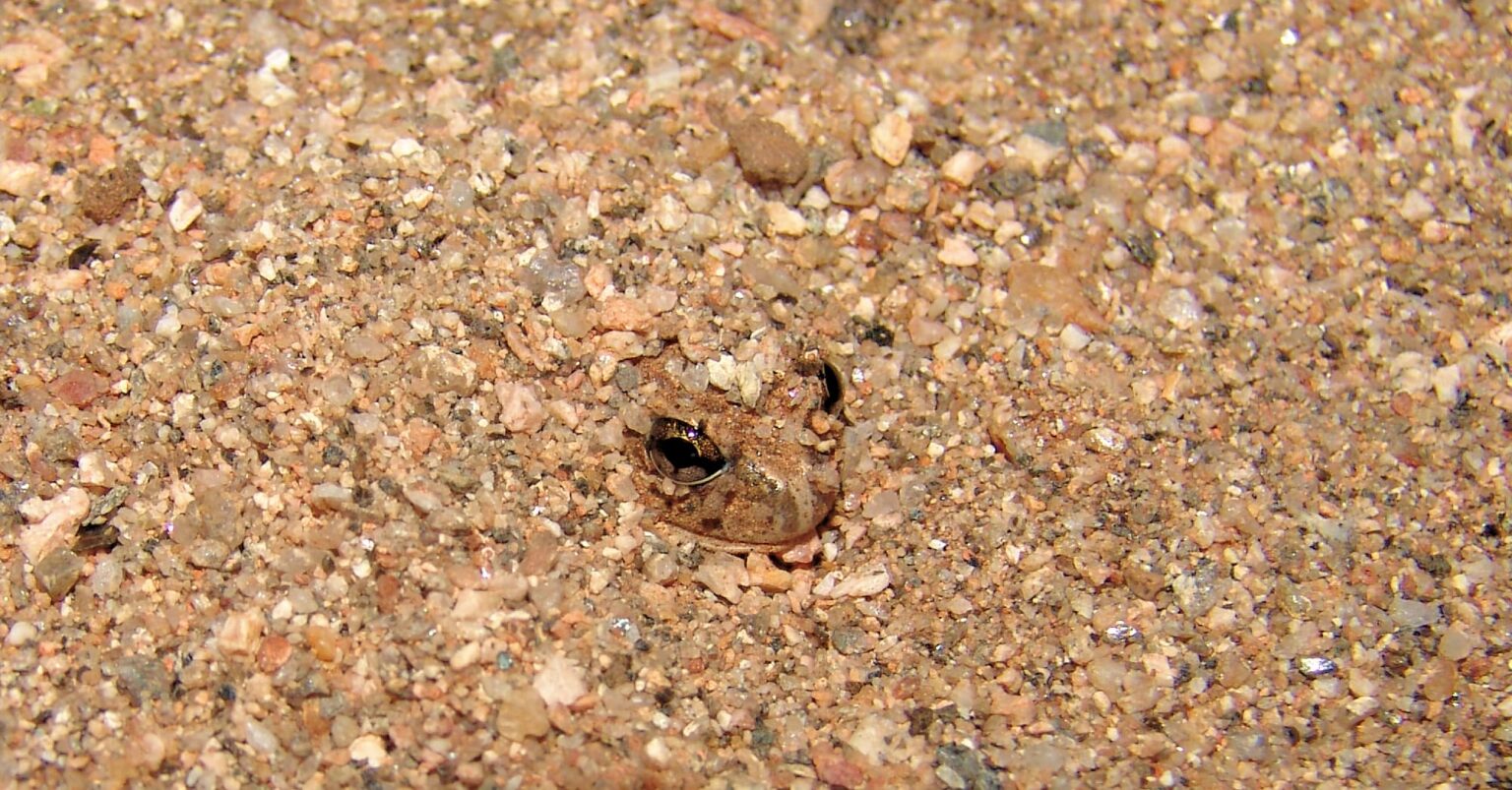 Spencer’s Burrowing Frog – Ausemade