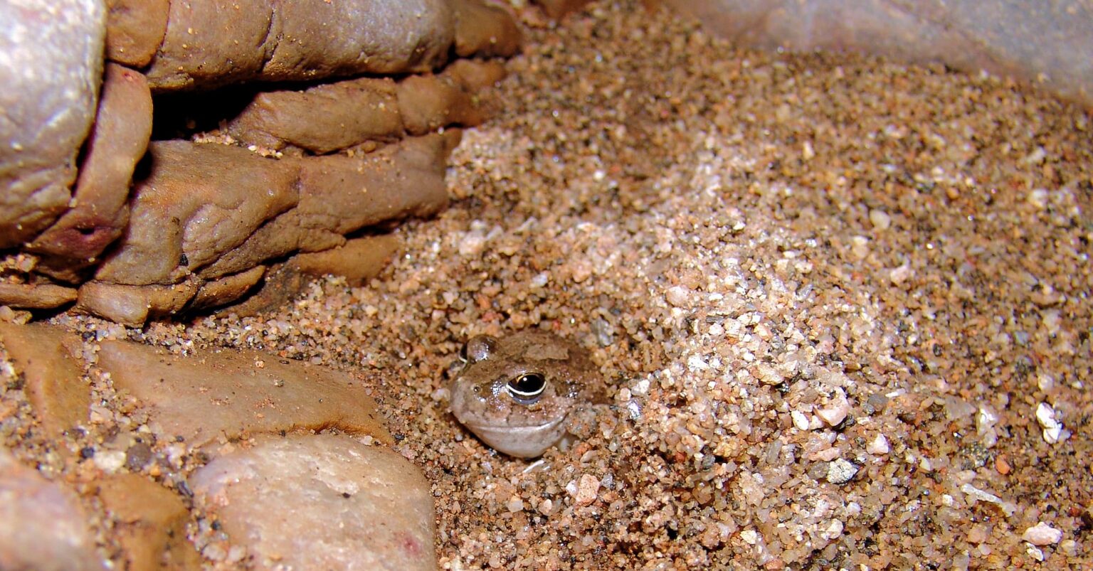 Spencer’s Burrowing Frog – Ausemade