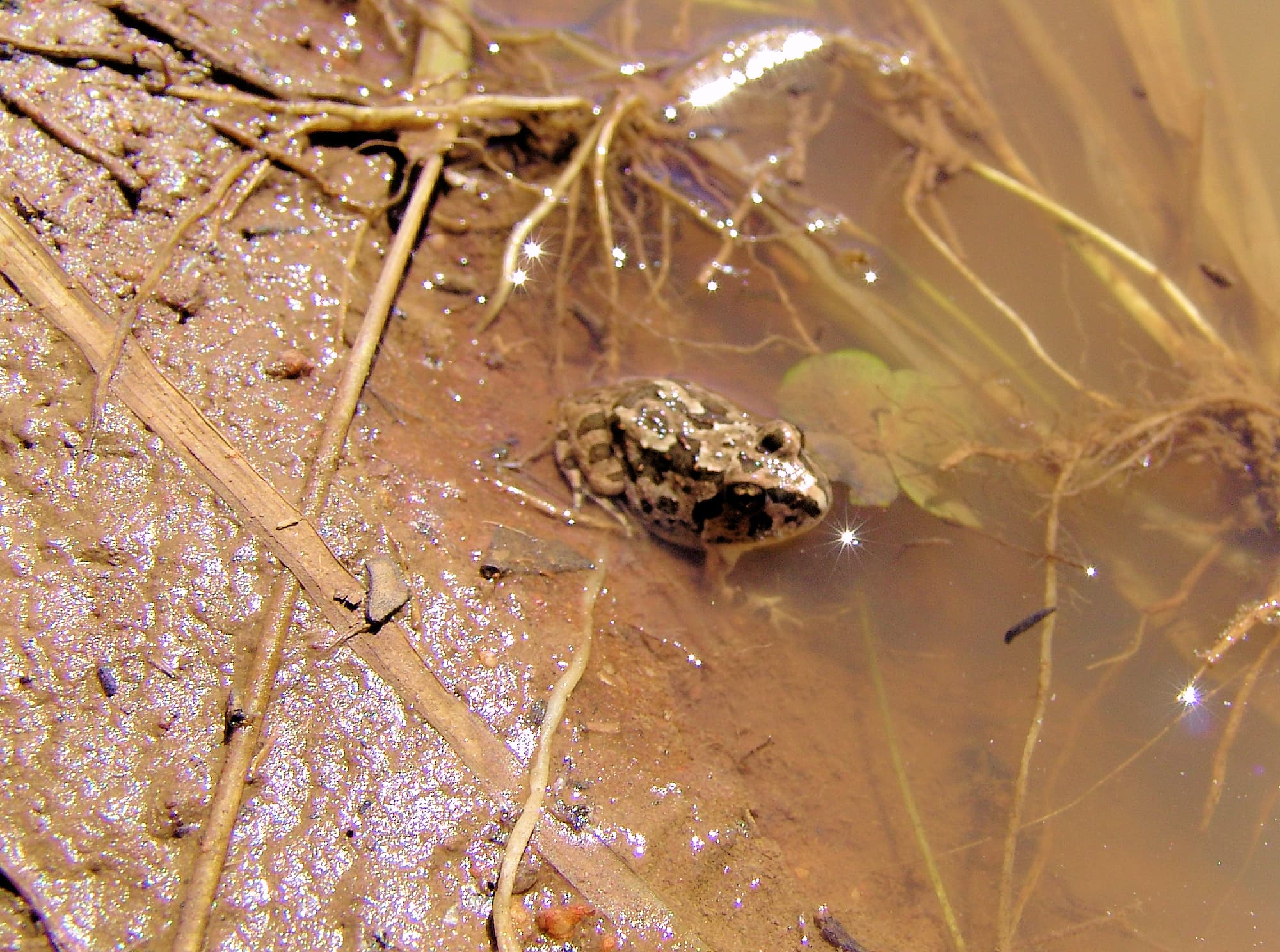 Birthday Waterhole Fauna – Ausemade