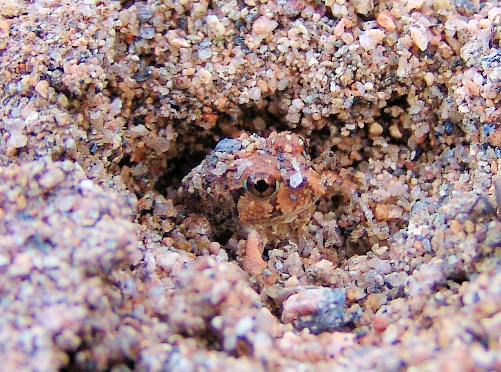 Frogs of Simpsons Gap – Ausemade