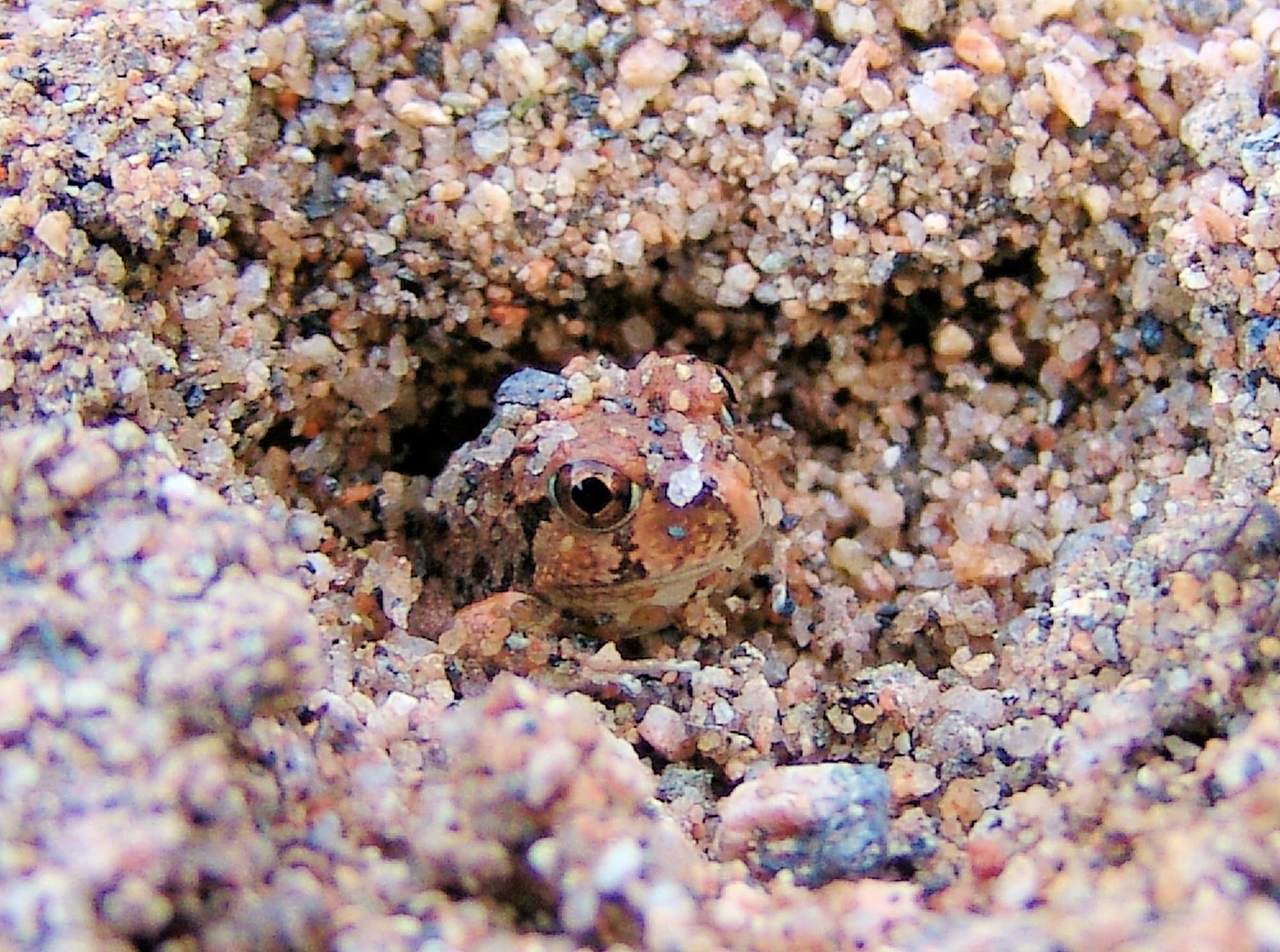 Frogs of Simpsons Gap – Ausemade