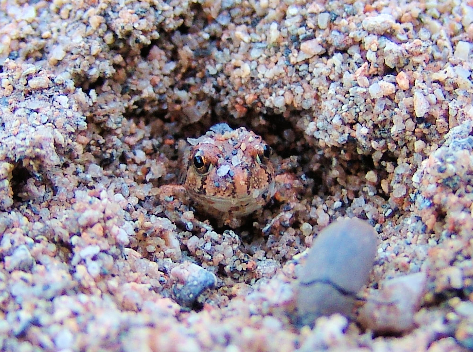 Frogs of Simpsons Gap – Ausemade