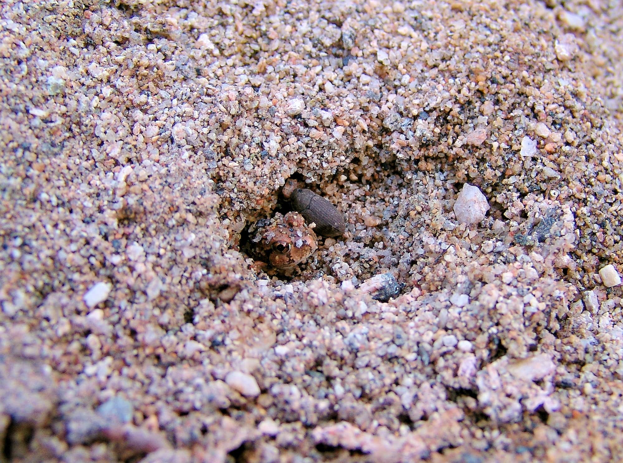 Frogs of Simpsons Gap – Ausemade