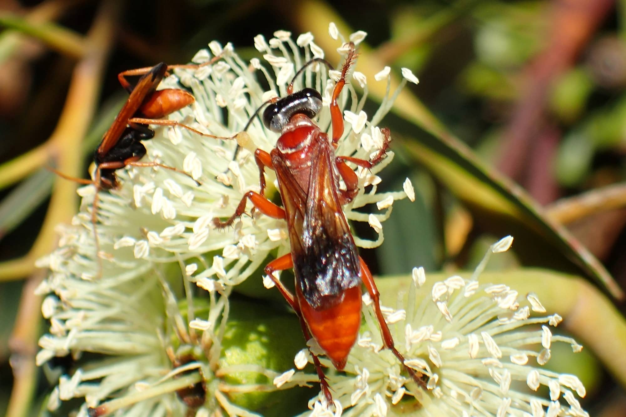 Sphex rhodosoma – Ausemade