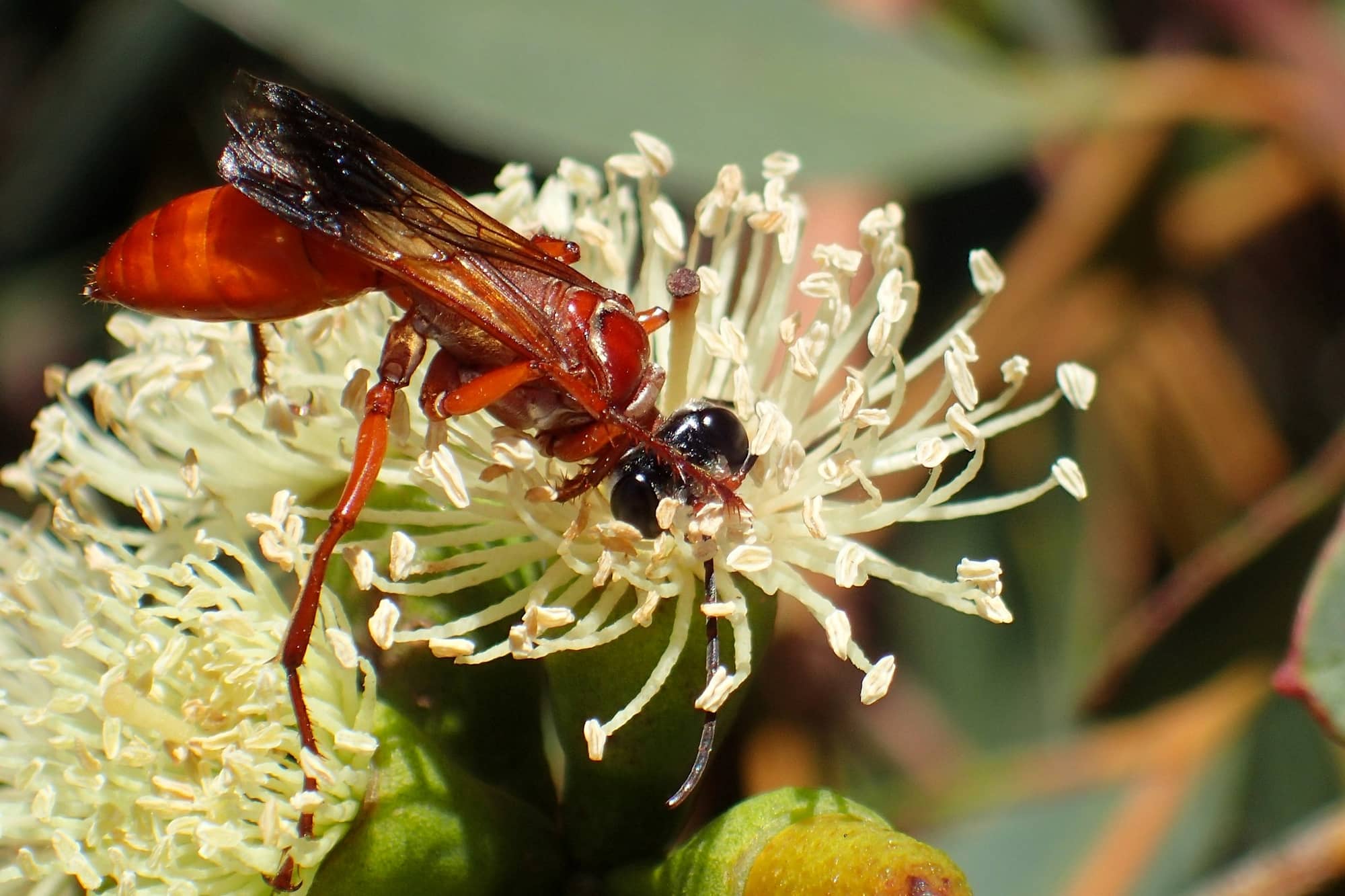 Sphex rhodosoma – Ausemade