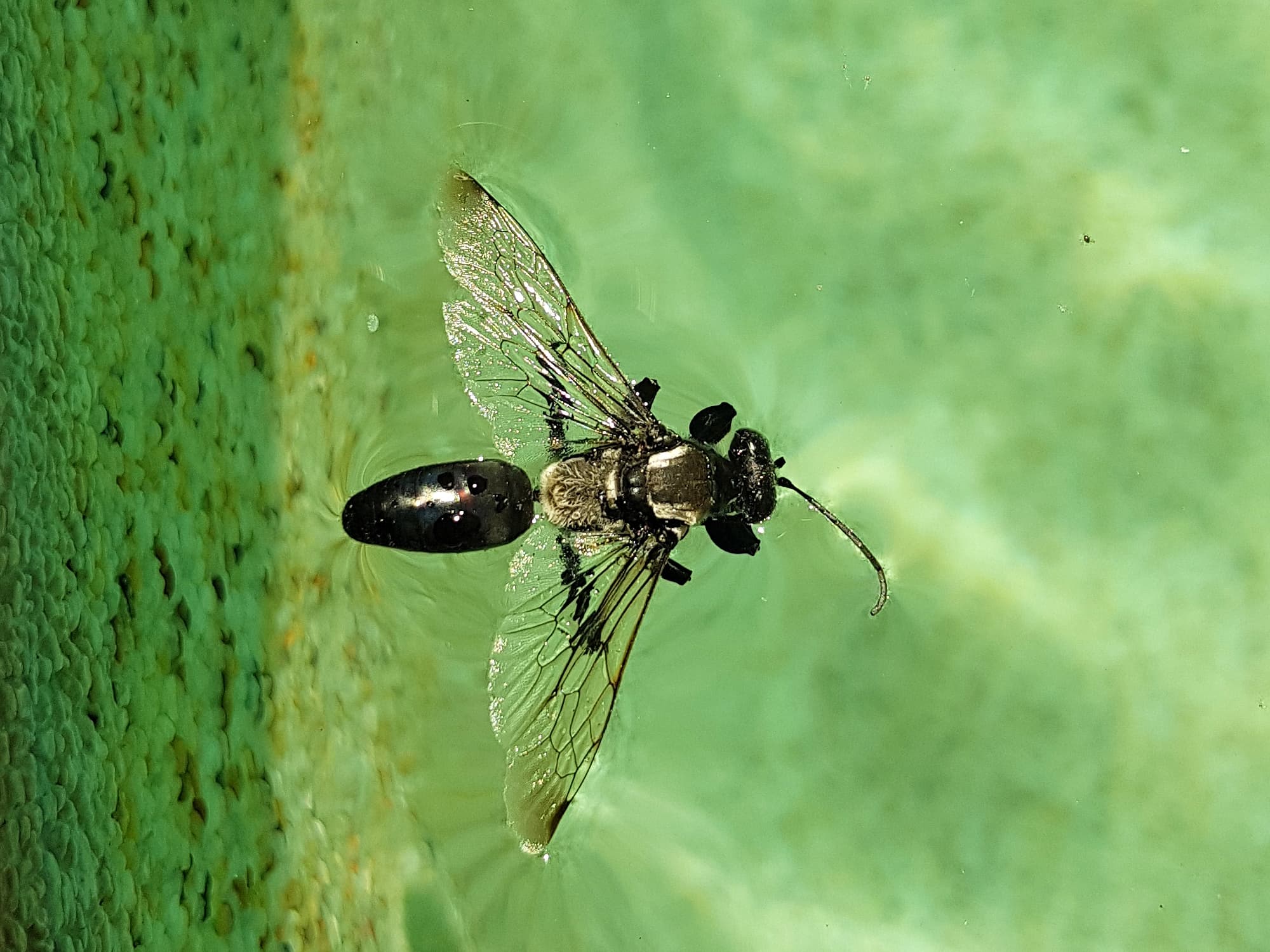 Sphex (Wasp) – Ausemade