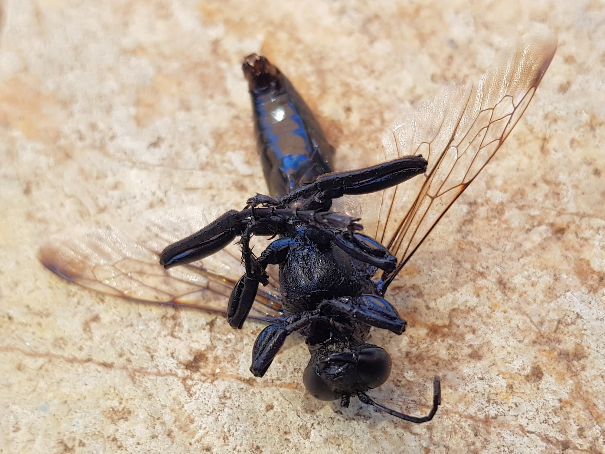 Sphex (Wasp) – Ausemade