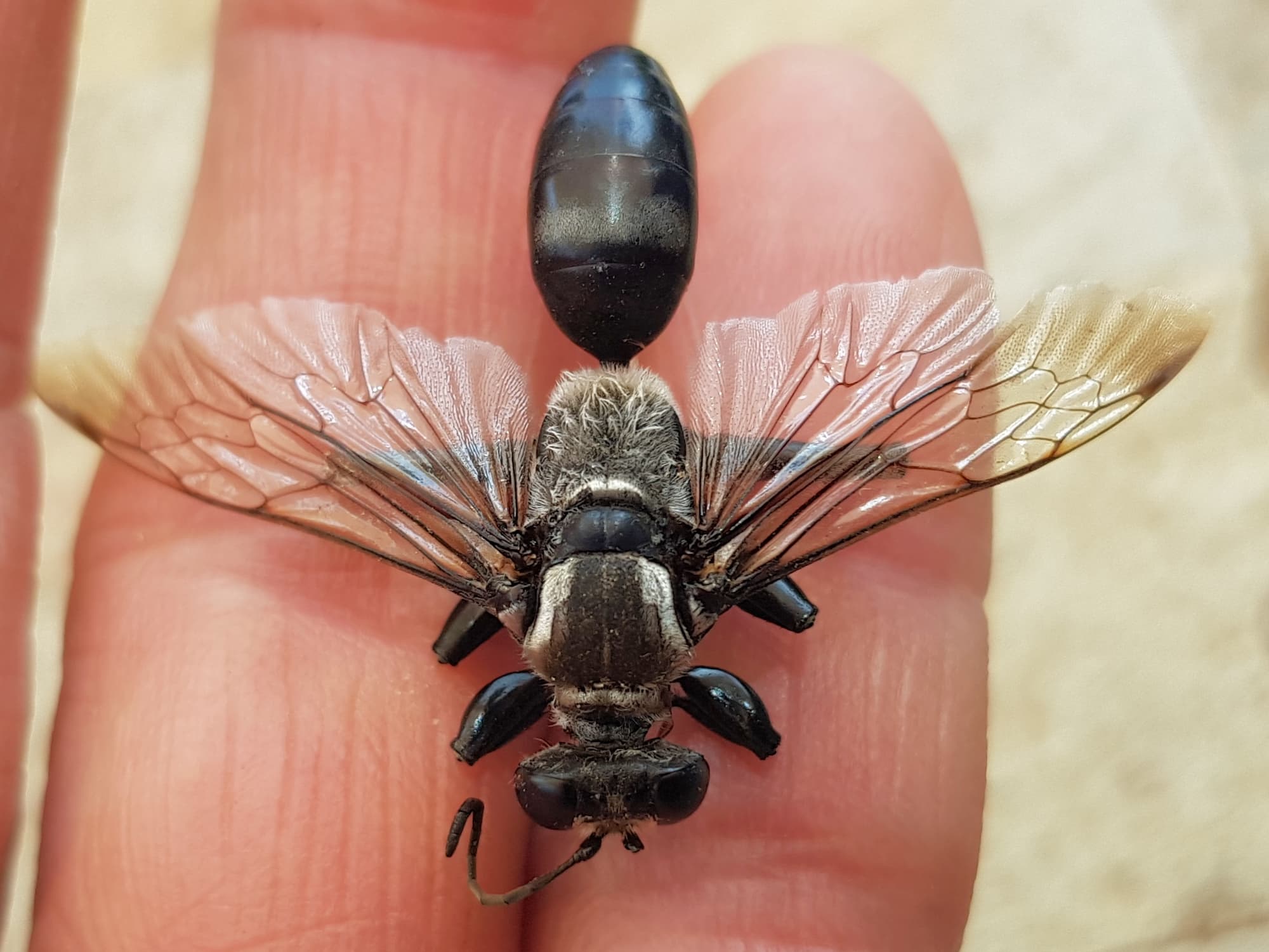 Sphex (Wasp) – Ausemade