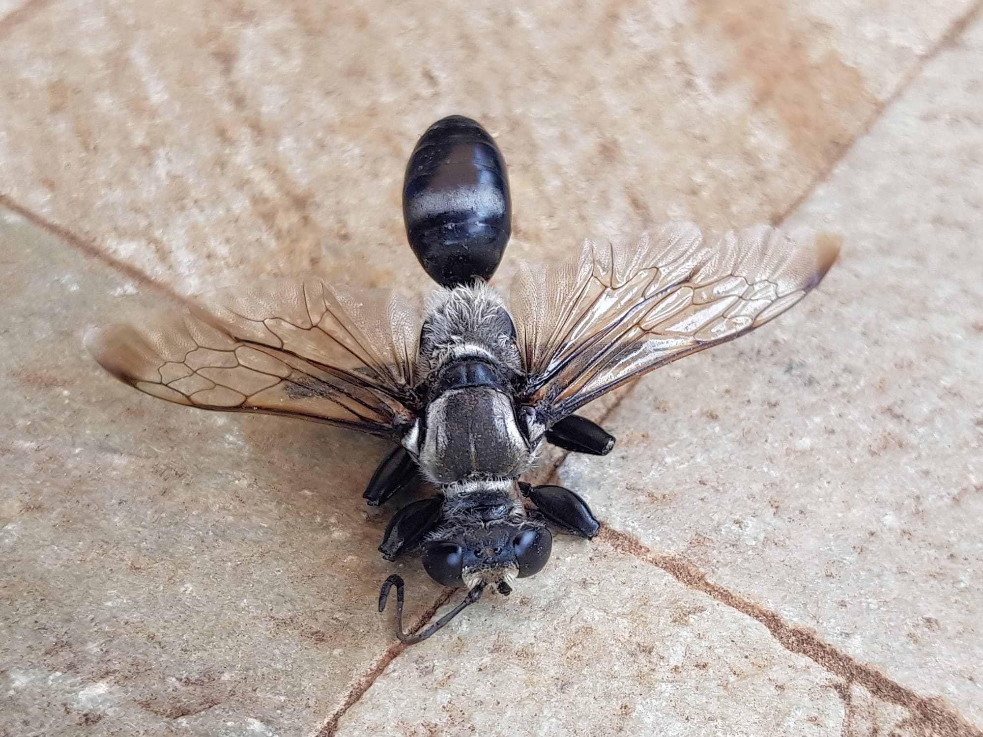 Sphex (Wasp) – Ausemade