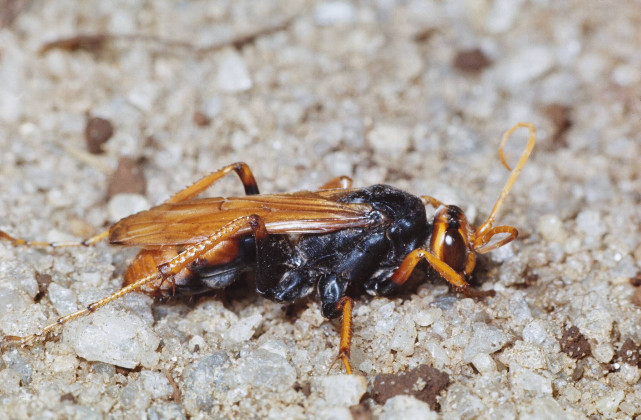 Cryptocheilus bicolor (Orange Spider Wasp) – Ausemade