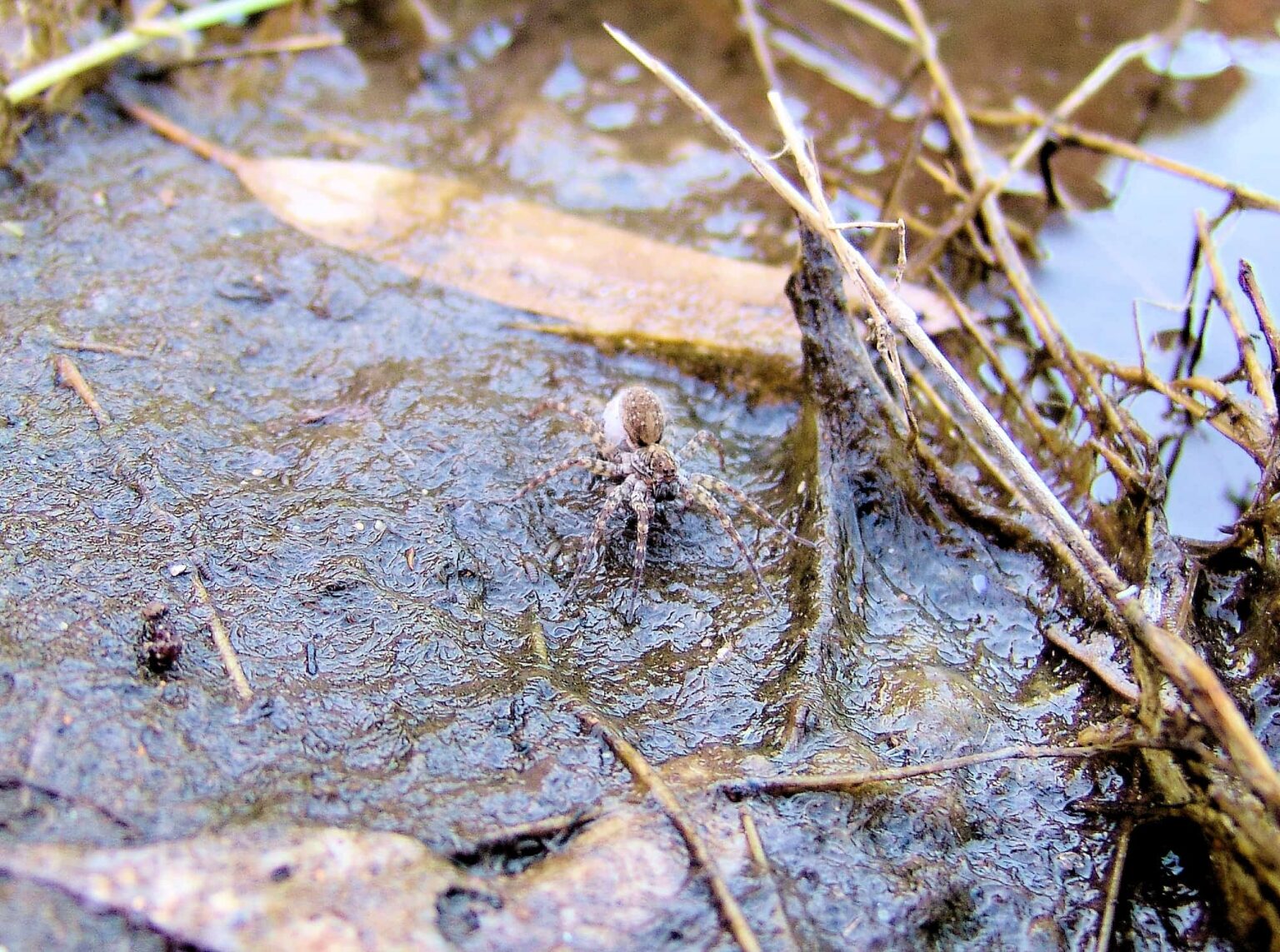 Wolf Spider (Venatrix arenaris) – Ausemade