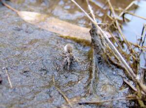 Wolf Spider (Venatrix arenaris) – Ausemade