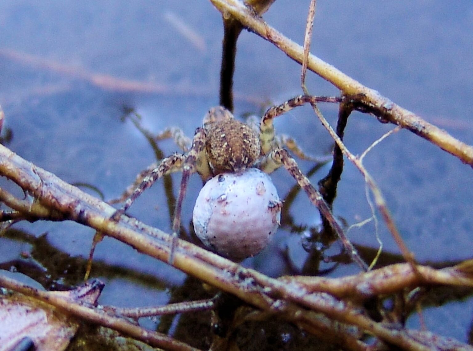 Wolf Spider (Venatrix arenaris) – Ausemade