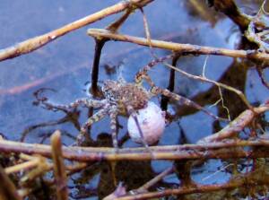 Wolf Spider (Venatrix arenaris) – Ausemade