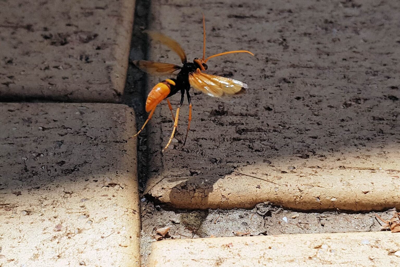 Orange Wasps – Ausemade