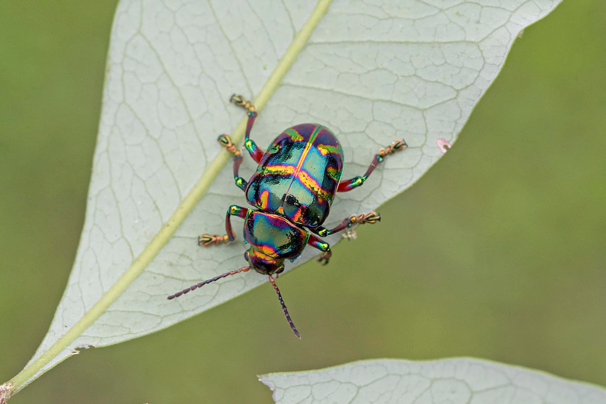 Spilopyra sumptuosa (Rainbow Leaf Beetle) – Ausemade