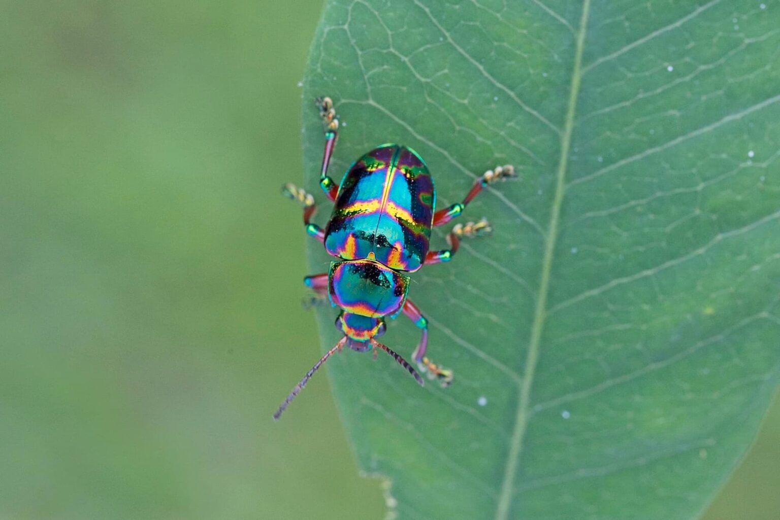 Spilopyra sumptuosa (Rainbow Leaf Beetle) – Ausemade