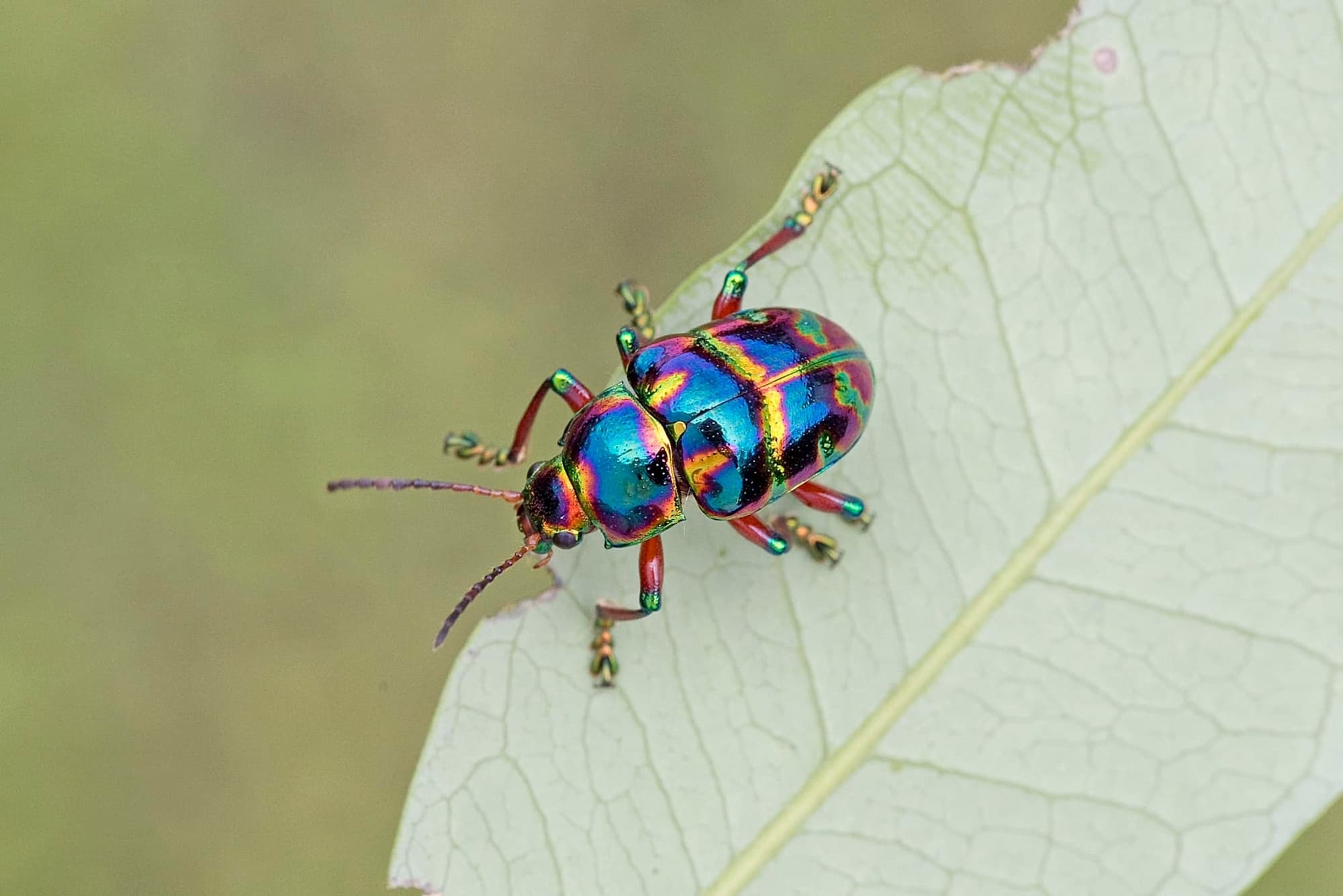 Spilopyra sumptuosa (Rainbow Leaf Beetle) – Ausemade