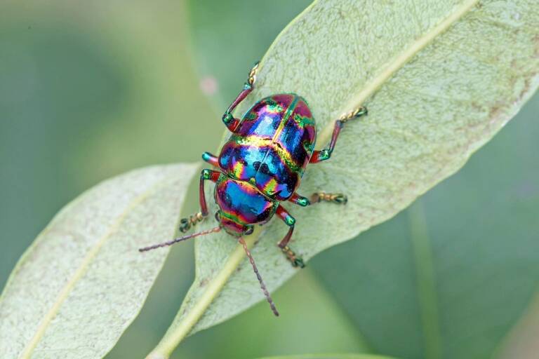 Spilopyra sumptuosa (Rainbow Leaf Beetle) – Ausemade