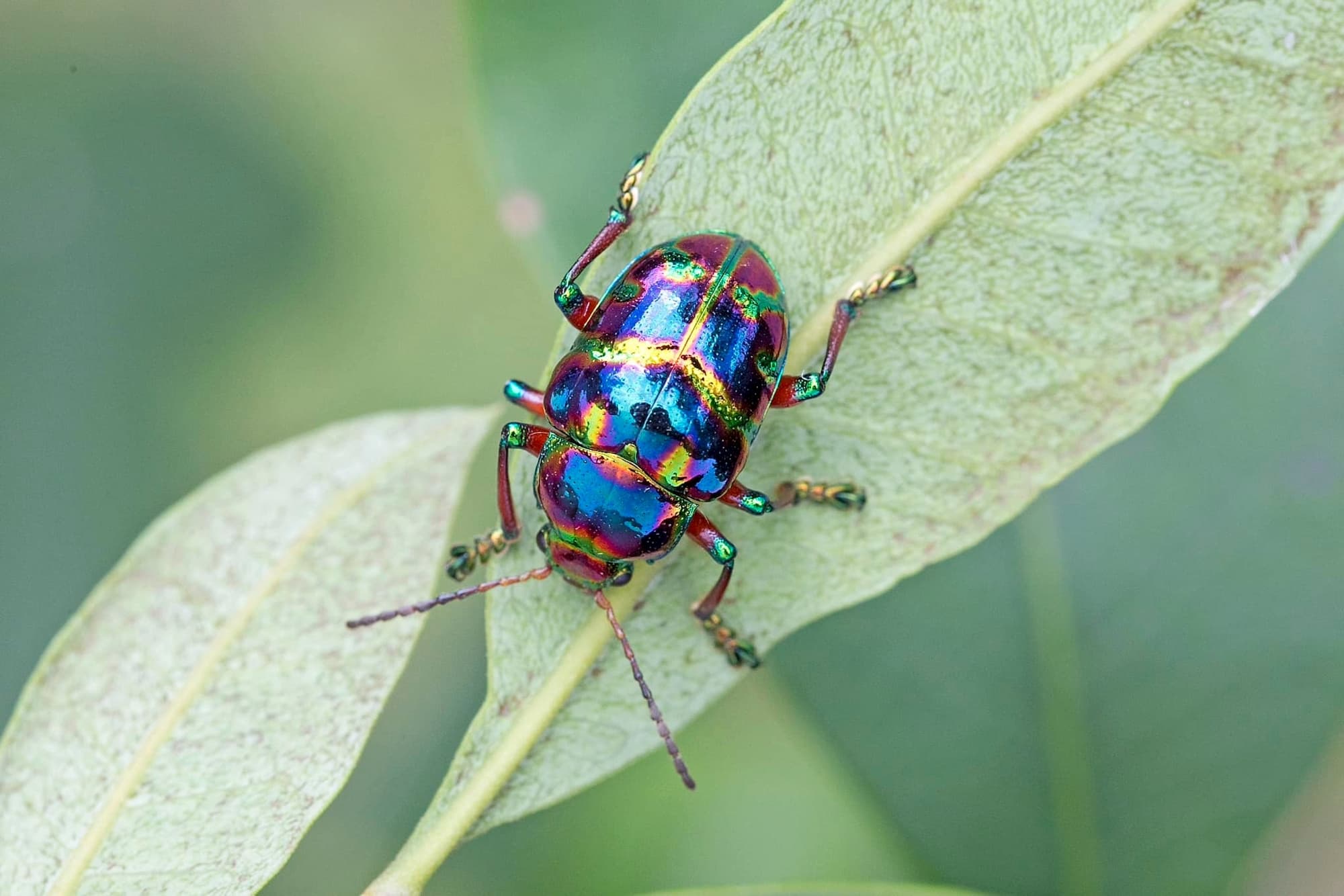 Spilopyra sumptuosa (Rainbow Leaf Beetle) – Ausemade