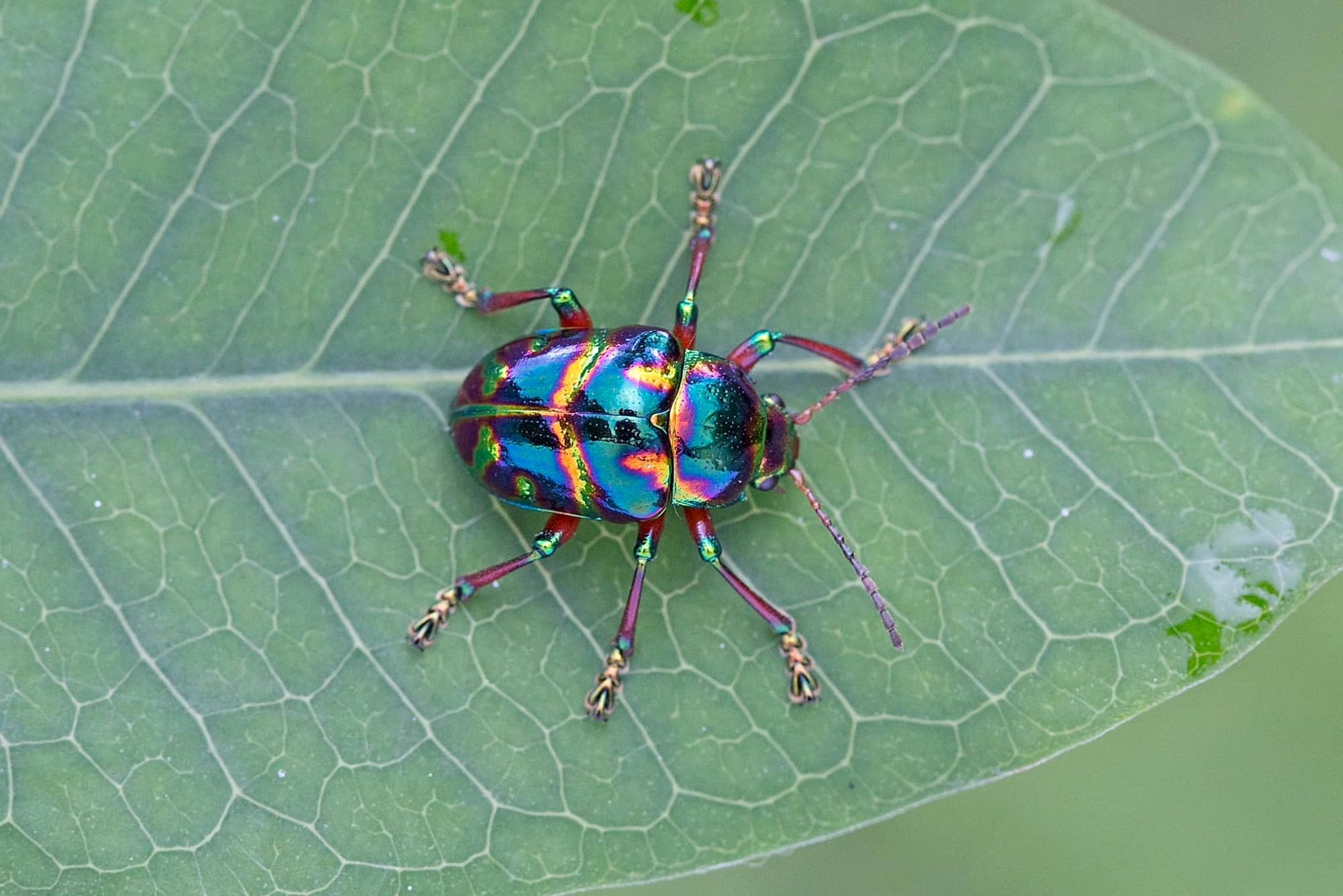Spilopyra sumptuosa (Rainbow Leaf Beetle) – Ausemade