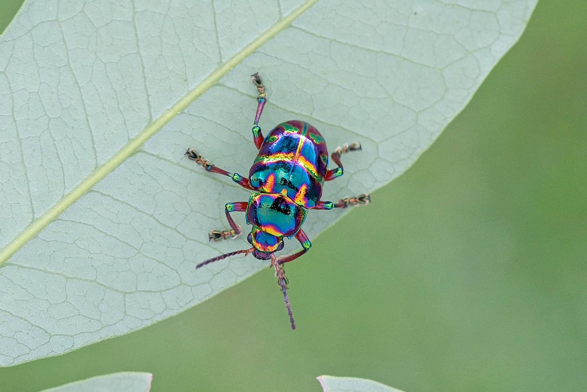 Spilopyra sumptuosa (Rainbow Leaf Beetle) – Ausemade