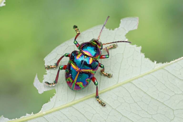 Spilopyra sumptuosa (Rainbow Leaf Beetle) – Ausemade