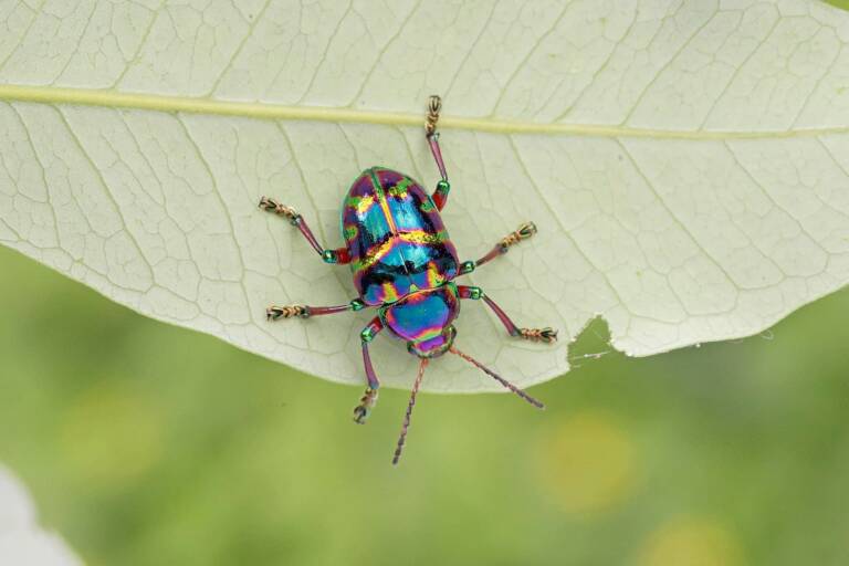 Spilopyra sumptuosa (Rainbow Leaf Beetle) – Ausemade