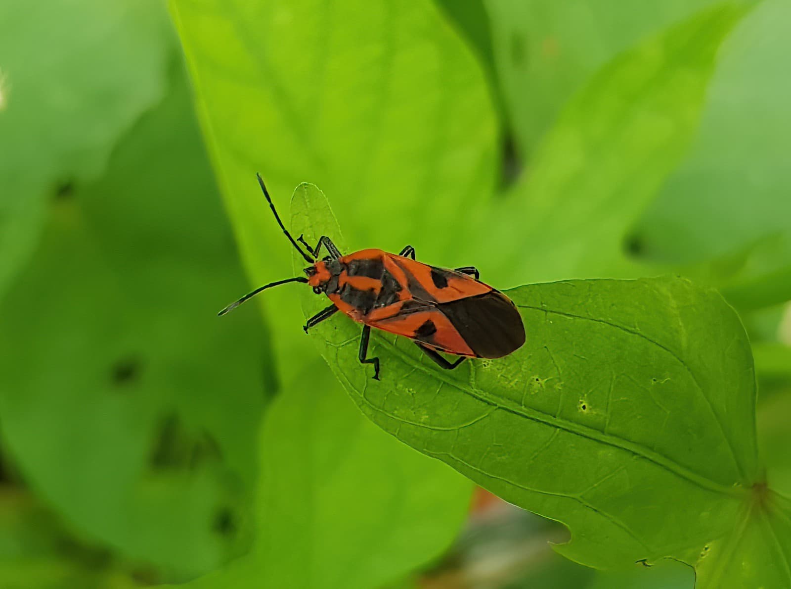 Spilostethus sp – Ausemade