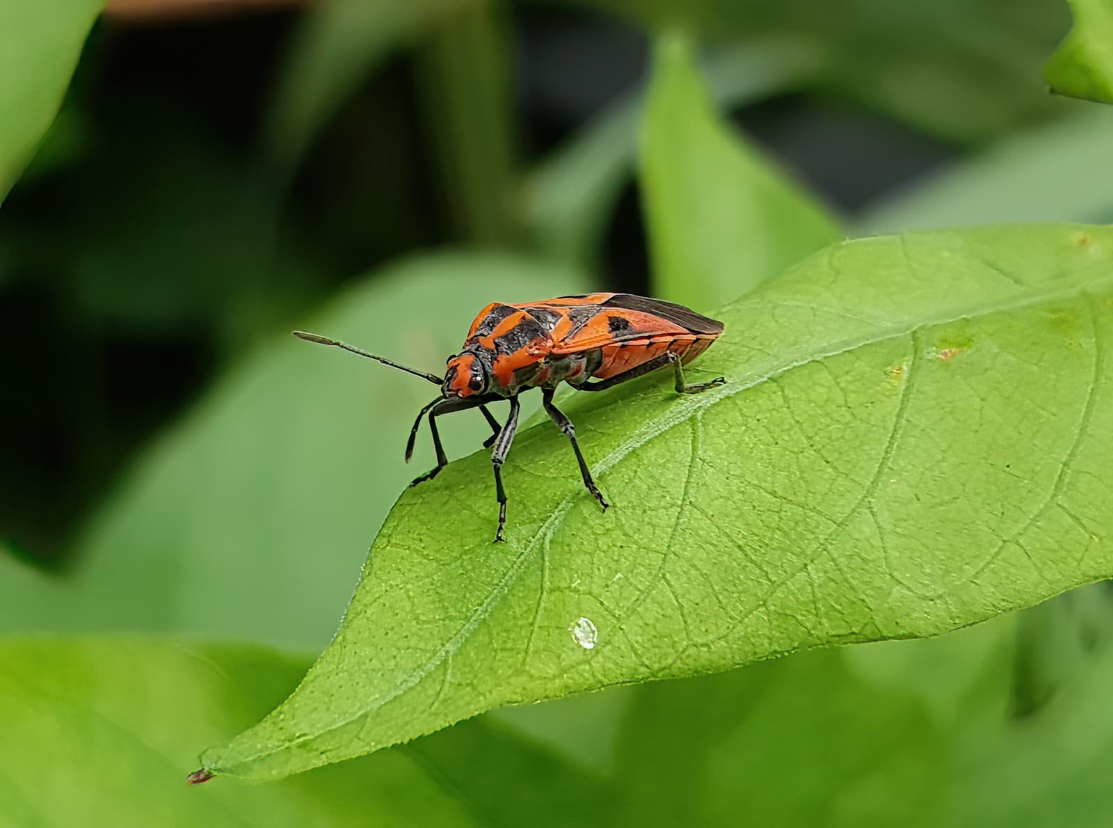 Spilostethus sp – Ausemade