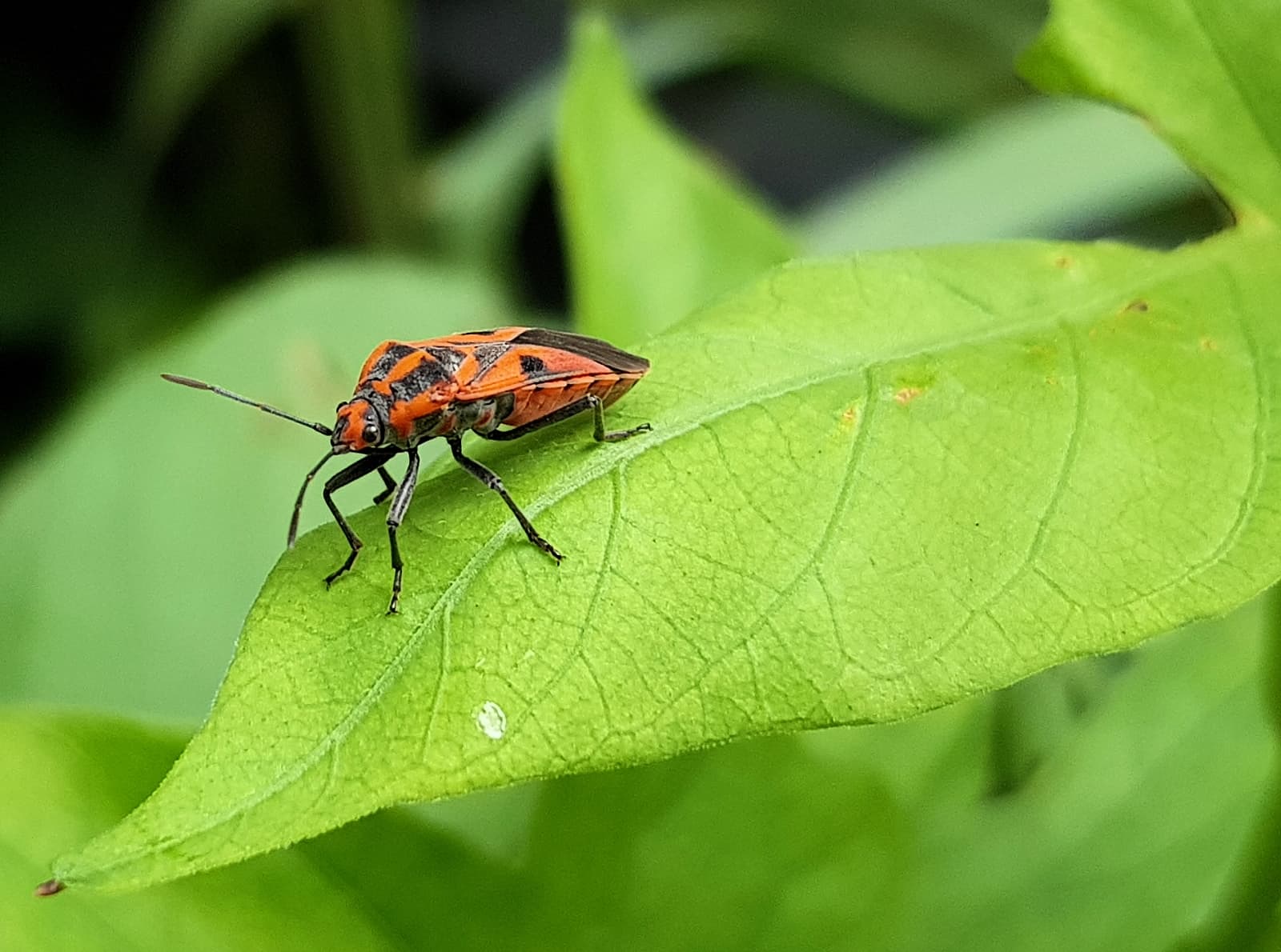 Spilostethus sp – Ausemade