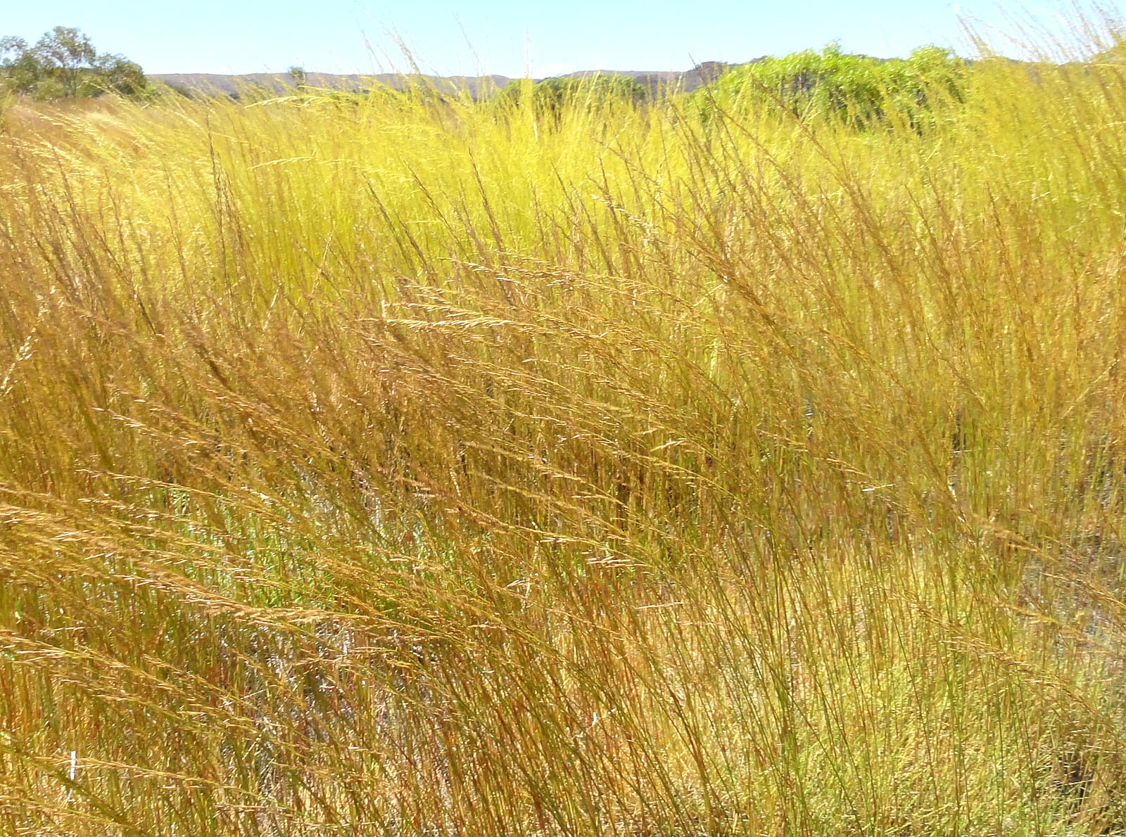 Spinifex – Ausemade
