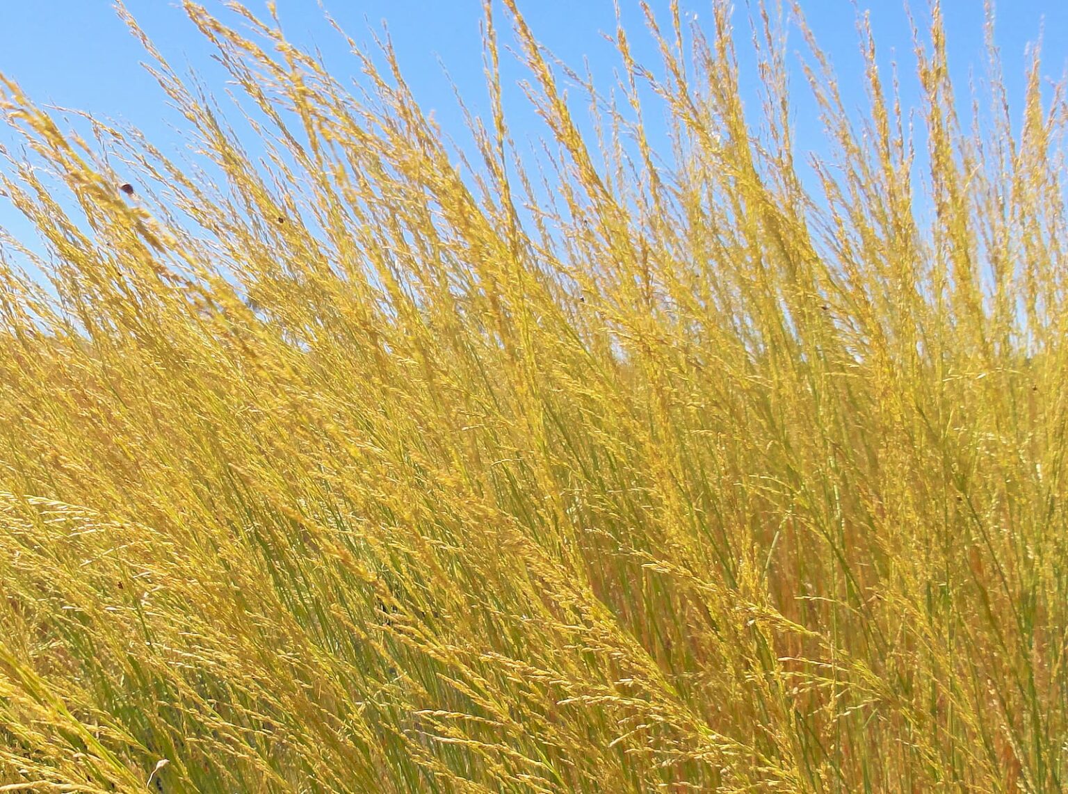 Spinifex – Ausemade