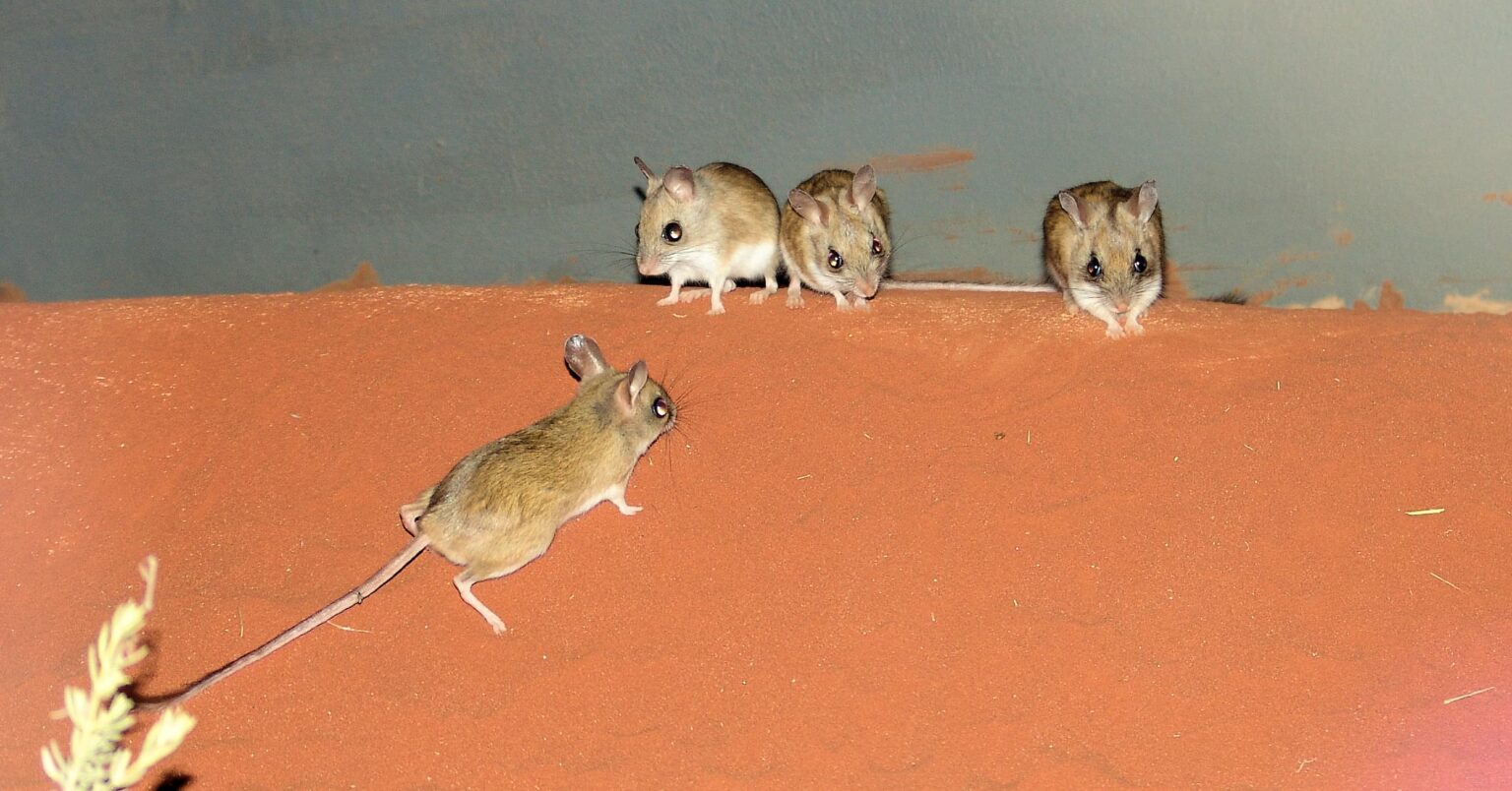 Spinifex Hopping Mouse – Ausemade