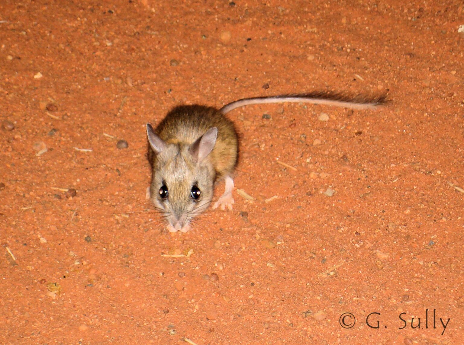 Spinifex Hopping Mouse – Ausemade