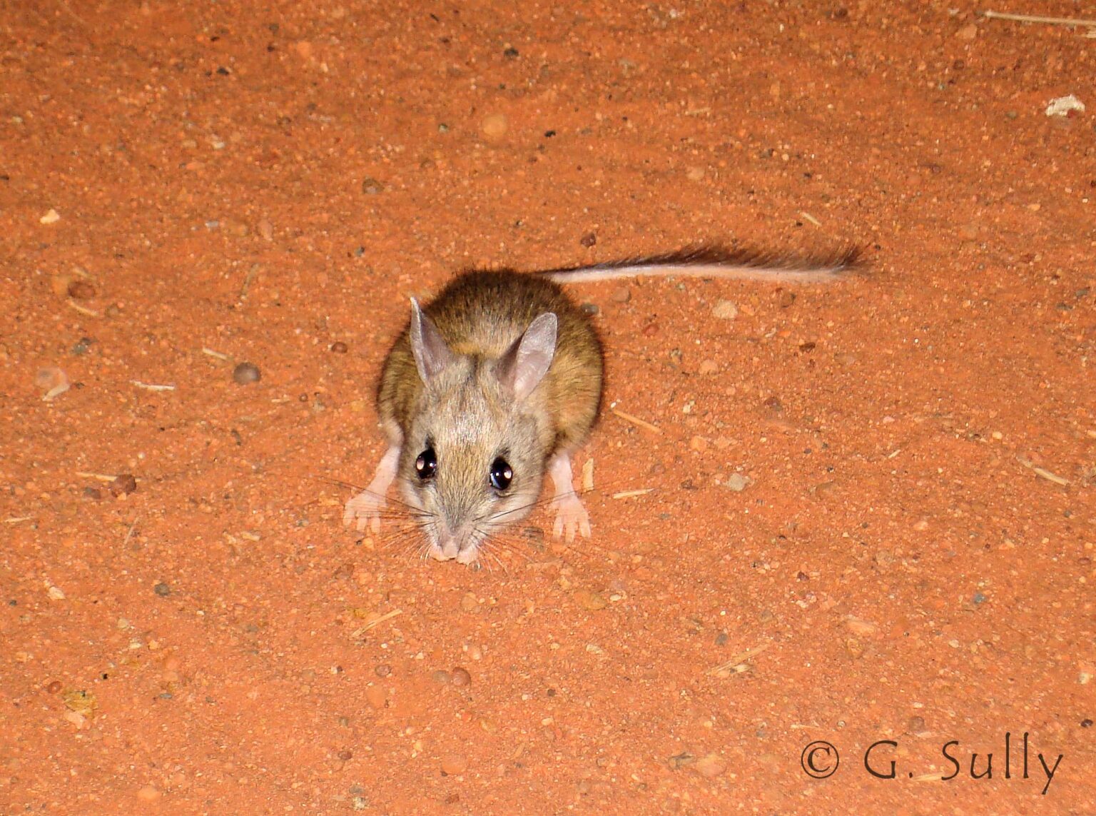Spinifex Hopping Mouse – Ausemade
