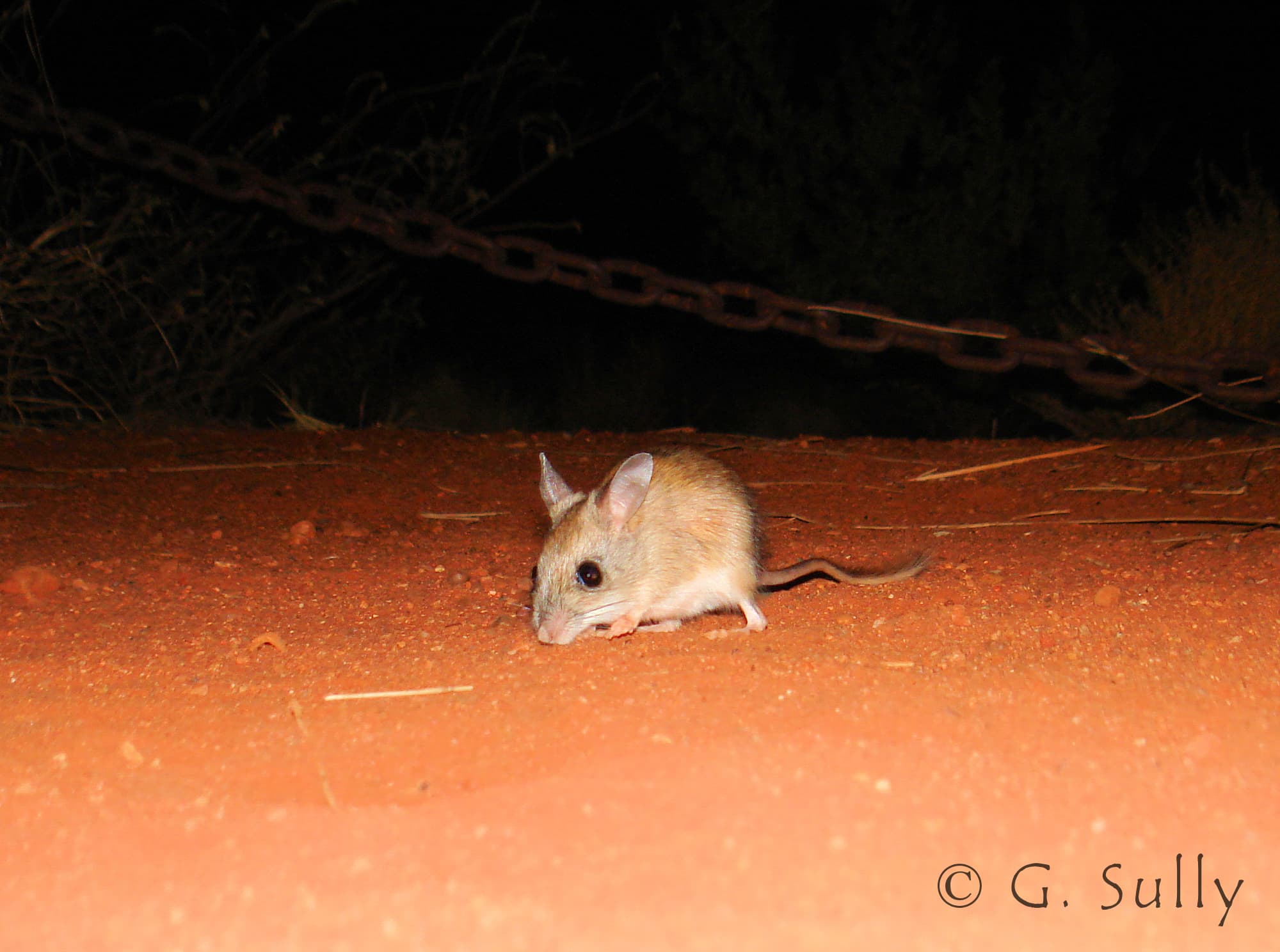 Fauna of Uluru-Kata Tjuta – Ausemade