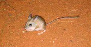 Spinifex Hopping Mouse – Ausemade