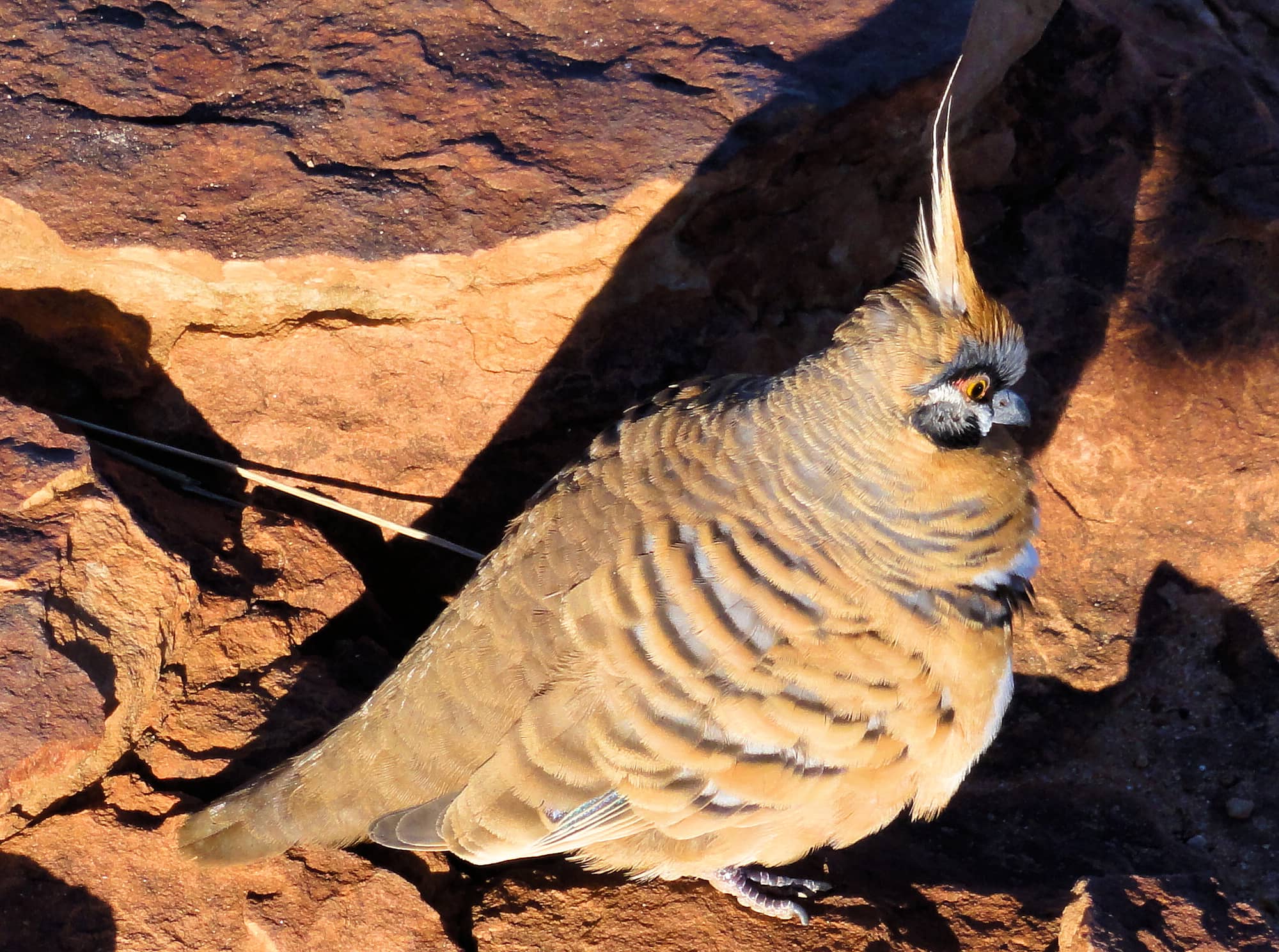 Spinifex Pigeon – Ausemade