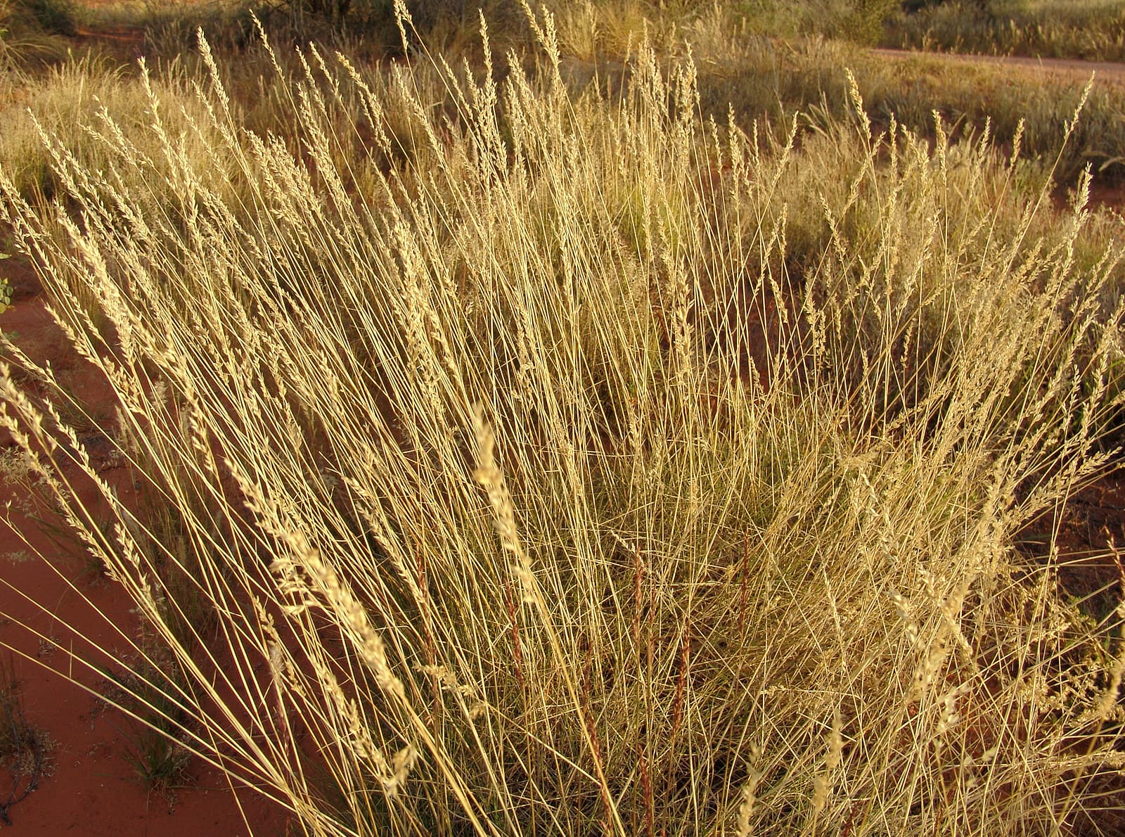 Spinifex – Ausemade